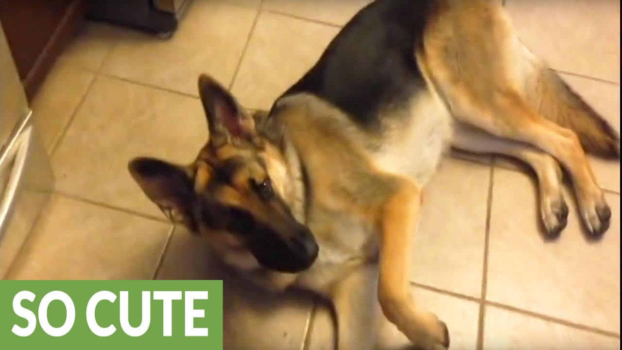 German Shepherd dramatically plays dead for the camera - YouTube