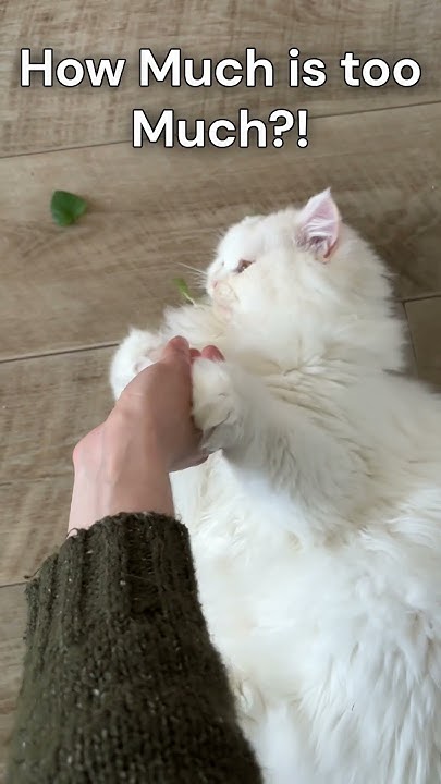 Cat Reaction to Eating Fresh Catnip - YouTube