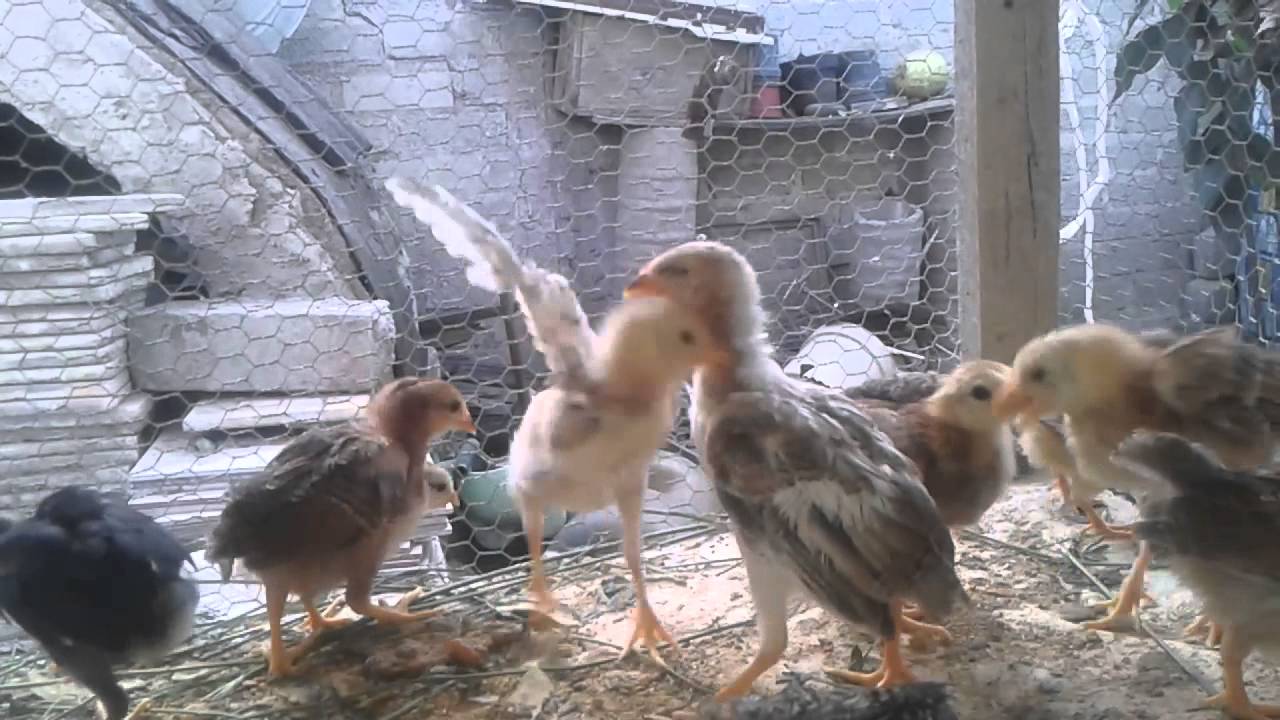Pelea de pollitos ! - YouTube