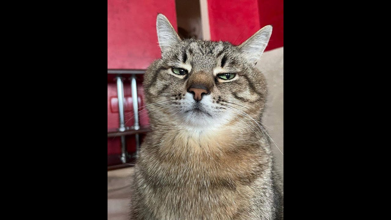 Omega Strikers 善太郎(Zentaro) Gameplay精華 我們中出了一名叛徒 - YouTube