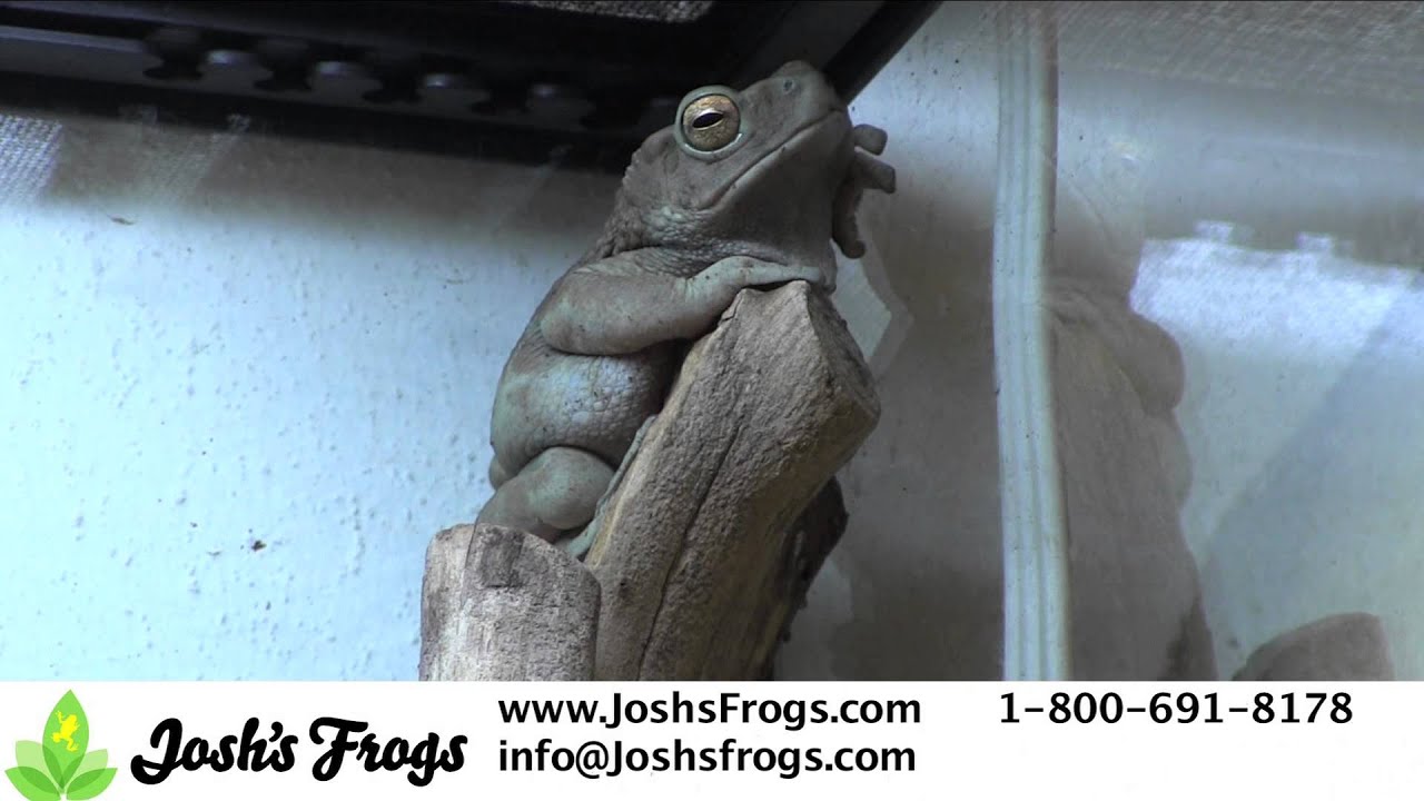 Yellow Spotted Climbing Toads as Pets - YouTube