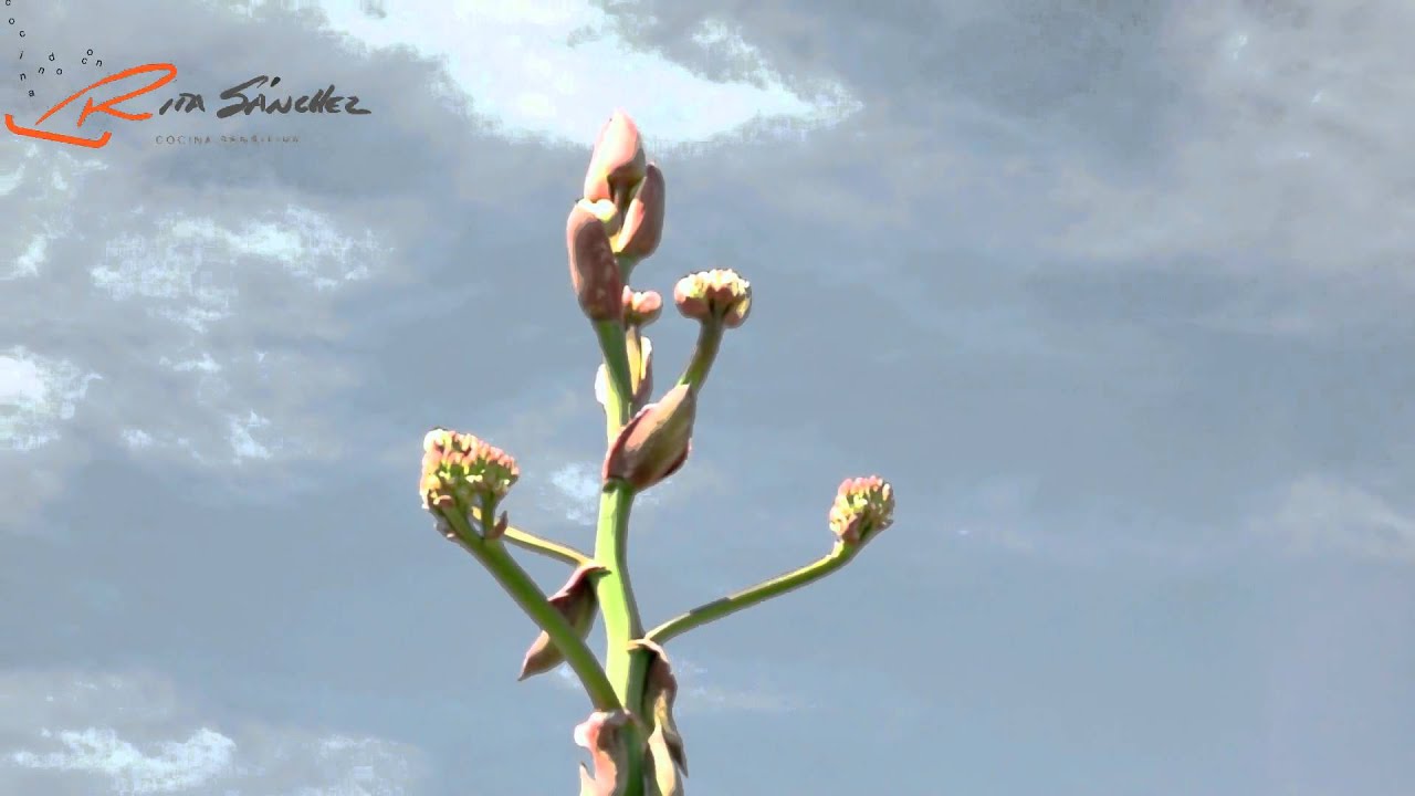 "Quiote" Floración Espectacular Y Deliciosa Que Nos Brinda El Maguey ...