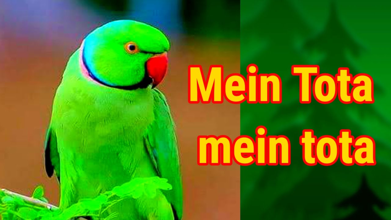 Mein tota mein tota | tota tota | - YouTube