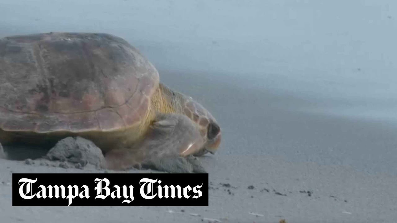 2 injured loggerhead turtles triumphantly crawl into the Atlantic after ...