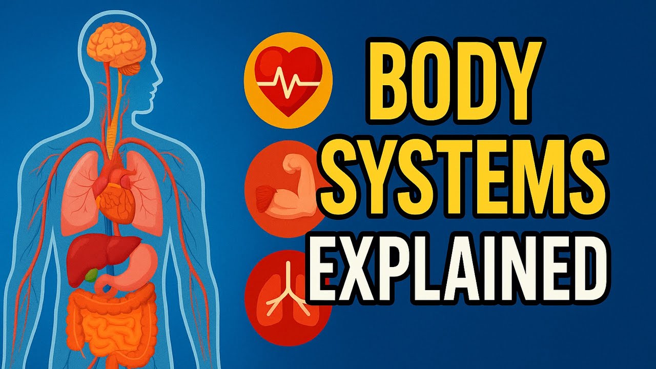 How the Human Body Works – Systems Explained Simply - YouTube