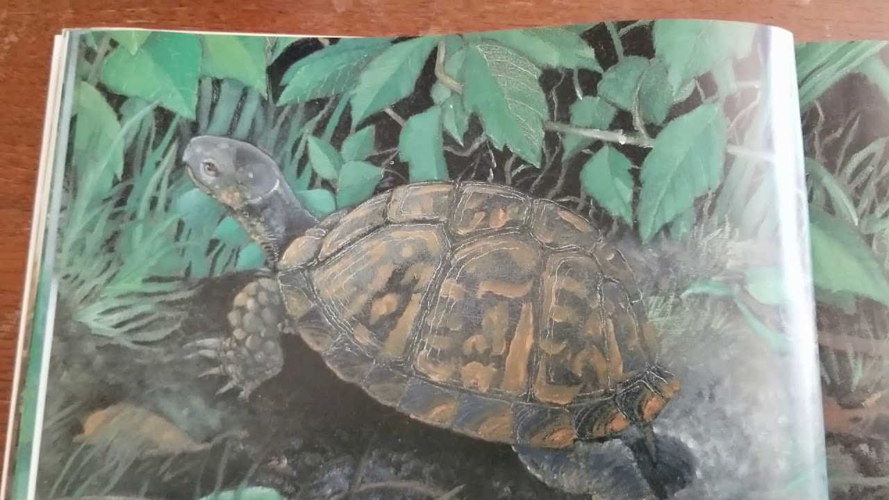 Box Turtle at Silver Pond Lane - YouTube