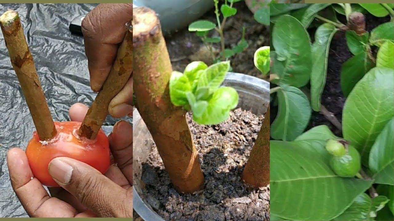 How to grow guava tree cuttings very easy way - YouTube
