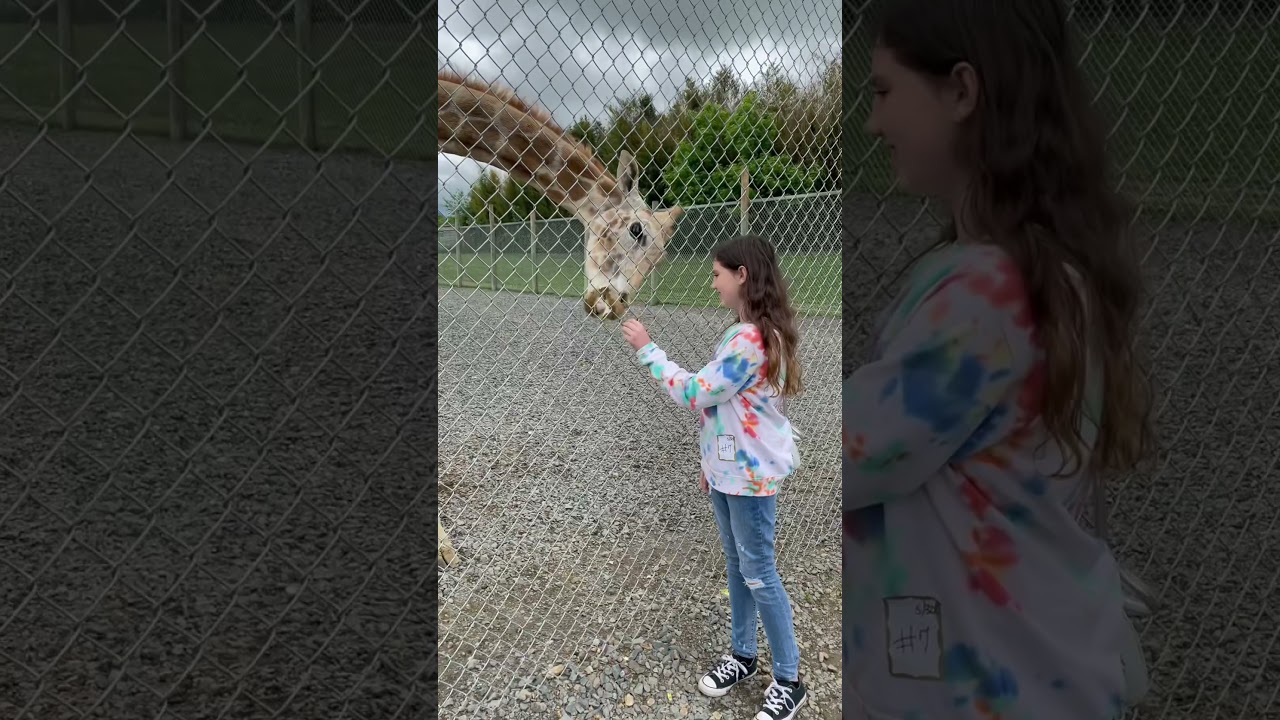 Giraffe - Virginia Safari Park 5.21 - YouTube