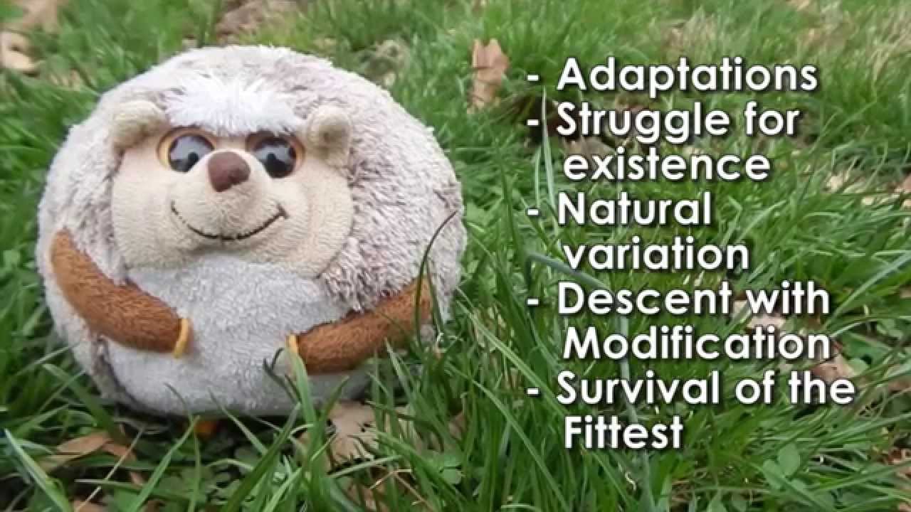 THE EVOLUTION OF HEDGEHOGS - A Brief Overview - YouTube