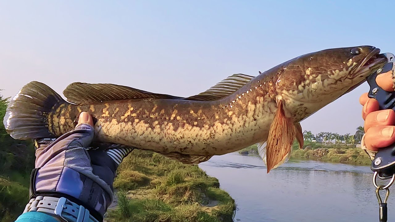 Ultralight fishing | Snakehead fishing with ultra light lures - YouTube