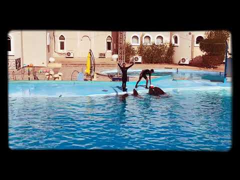 Dolphin show tik tok - YouTube