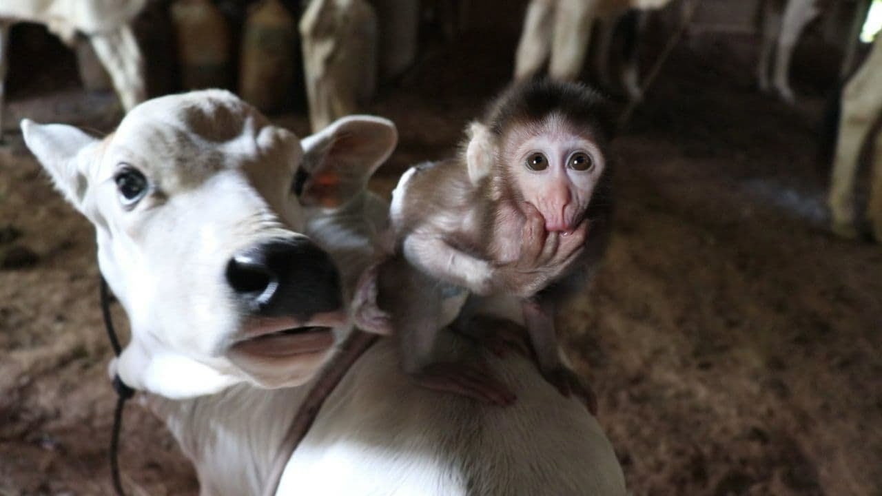 Most Funny Monkey KOTO Ride On Baby Cow - YouTube