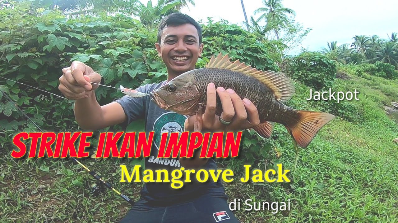 Strike Perdana ikan MJ Mangrove Jack Nawi - YouTube