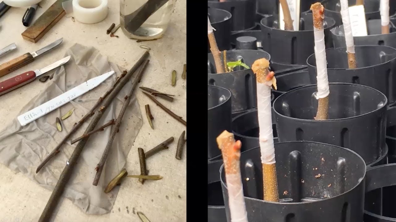 Grafting American chestnut with Dr. Hill Craddock, University of ...