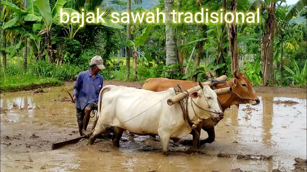 bajak sawah tradisional pakai sapi - YouTube