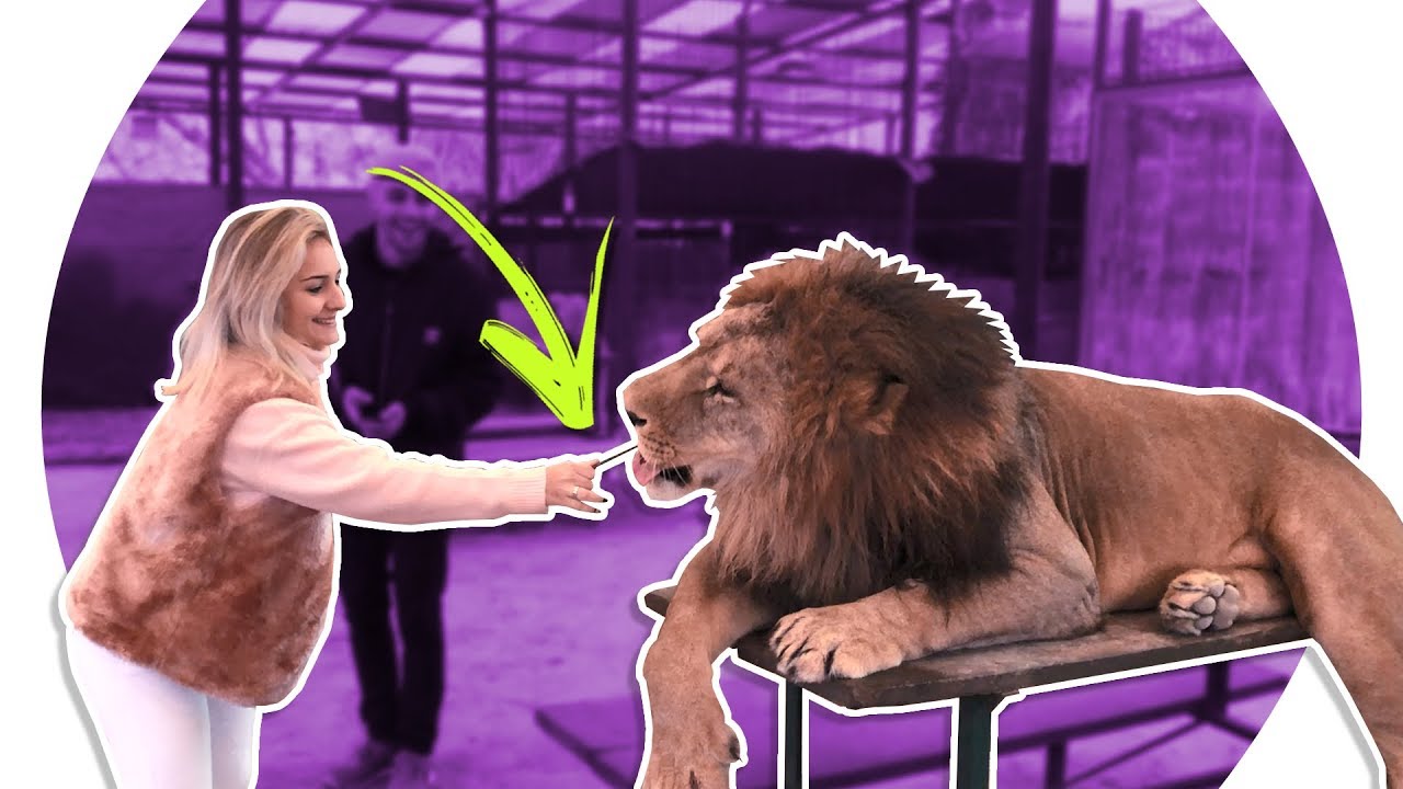 ALIMENTEI UM LEÃO! - Viagem para BUENOS AIRES | Anna Simioni - YouTube