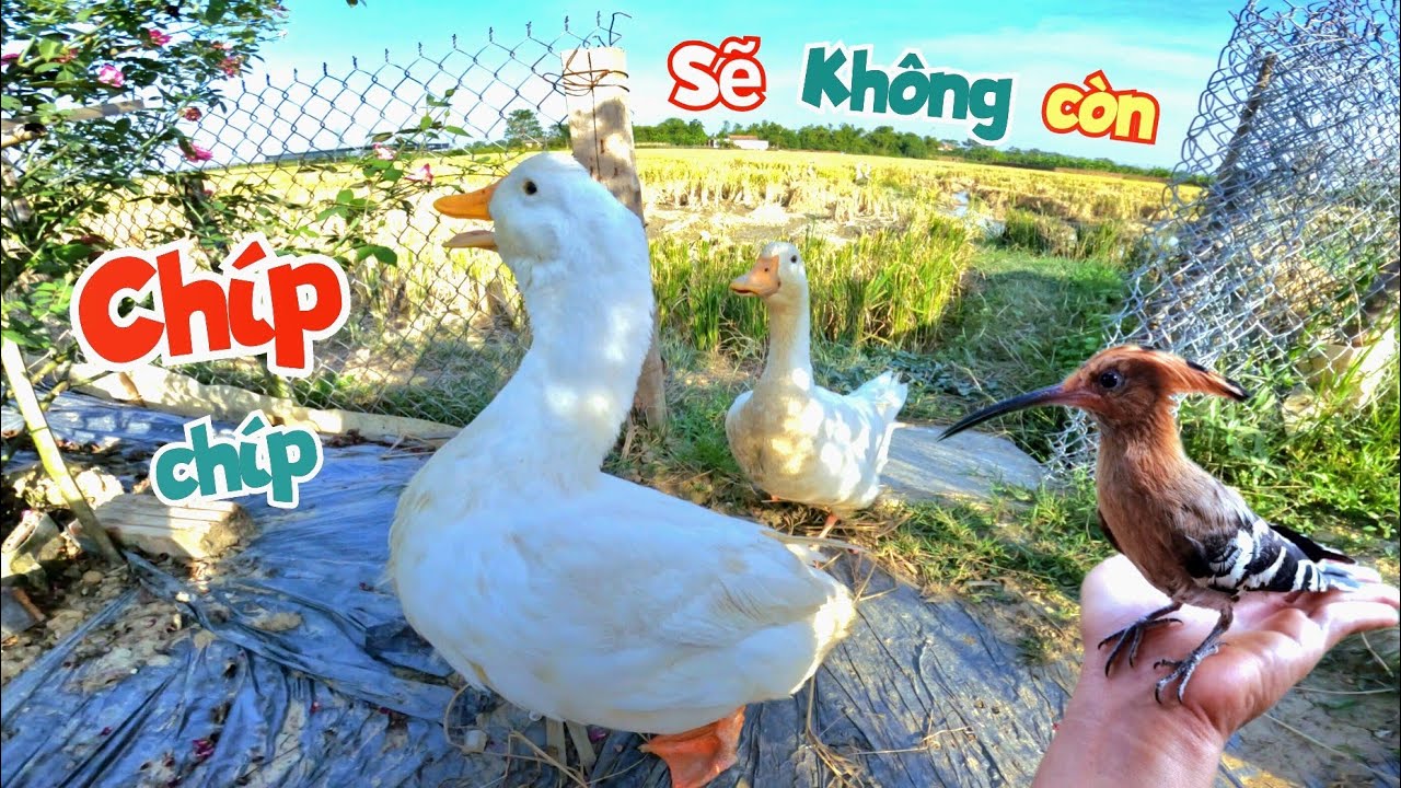 Con Chim lạ Về Bắt Cá Koi Và Tin Buồn - Chia Tay Chíp Chíp Và Những Chú ...