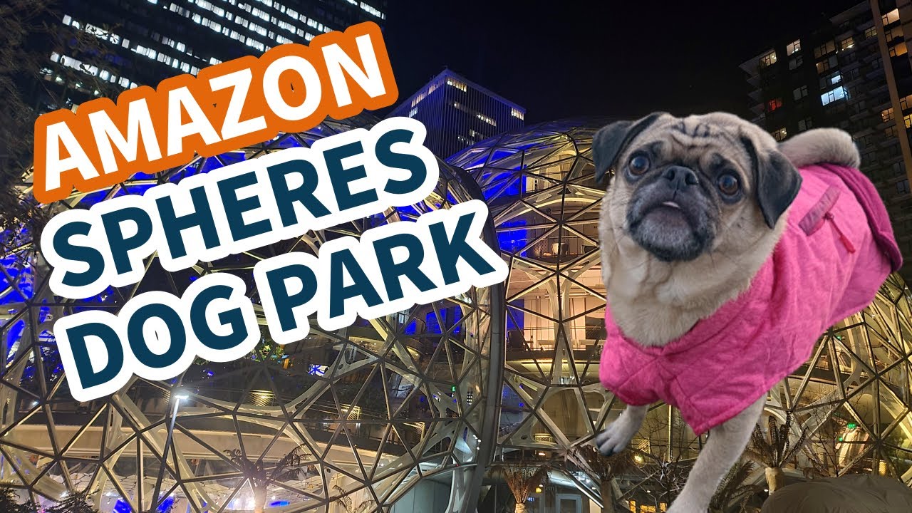퍼그 썸머와 시애틀 첫 도그파크 (feat. AMAZON SPHERES DOG PARK) - YouTube