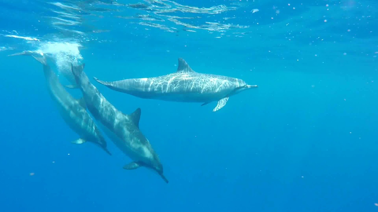 dolphin dance - YouTube