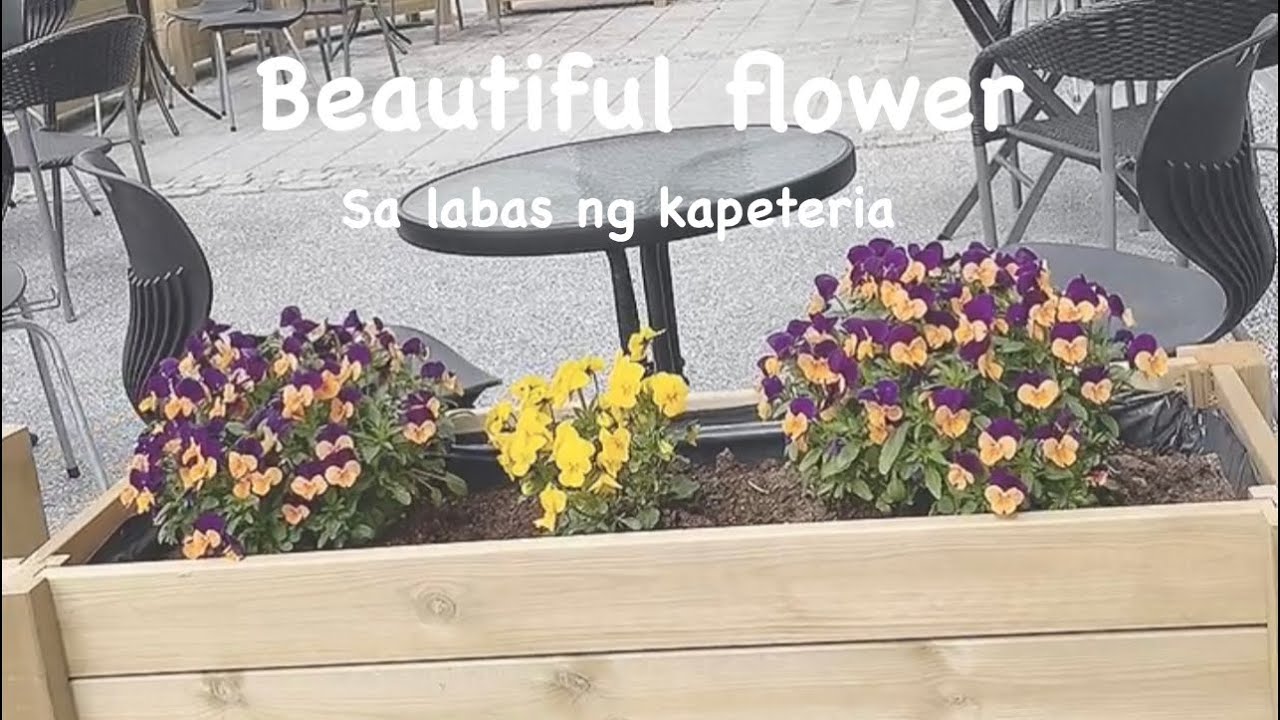 Beautiful flower sa labas ng kapeteria. - YouTube