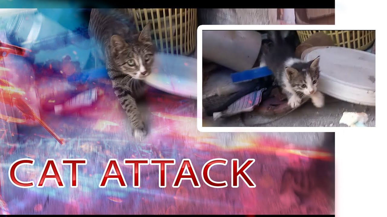 ferocious Mother cat attacked me :| - YouTube