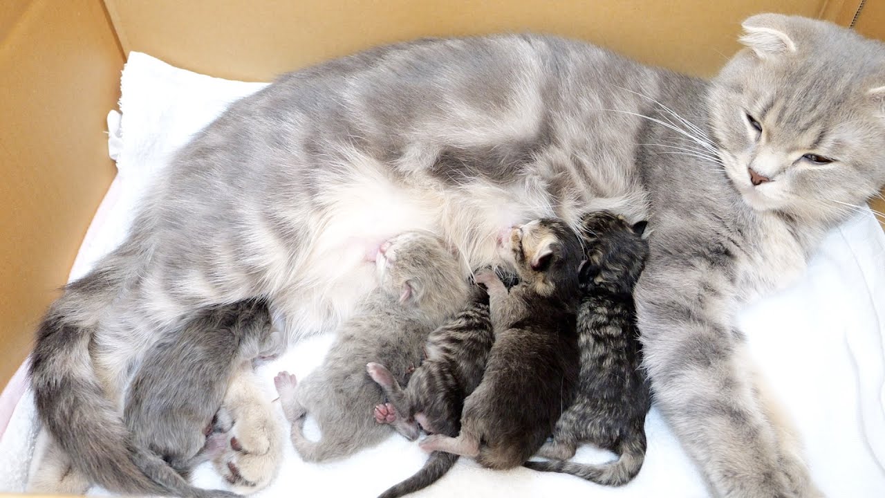Kittens two hours after birth scramble for milk. - YouTube
