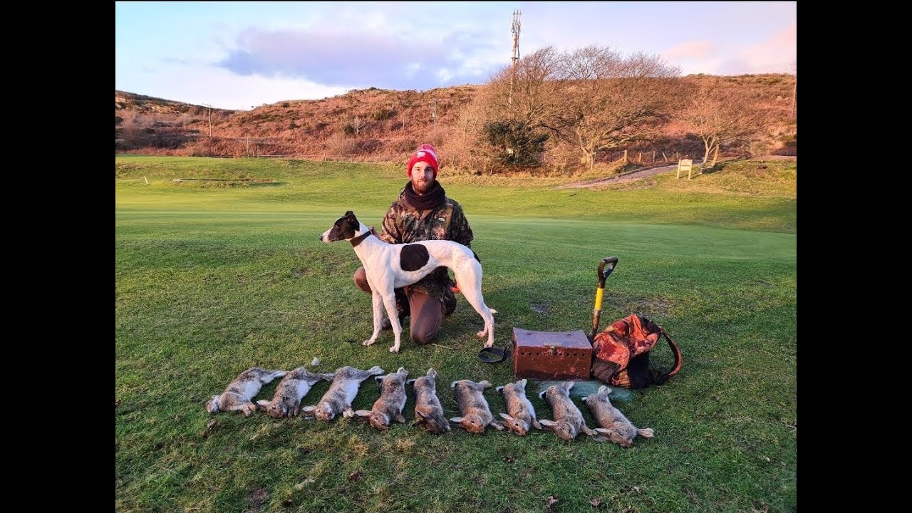 Ferreting for rabbits 23rd Jan 21 - Wales - YouTube