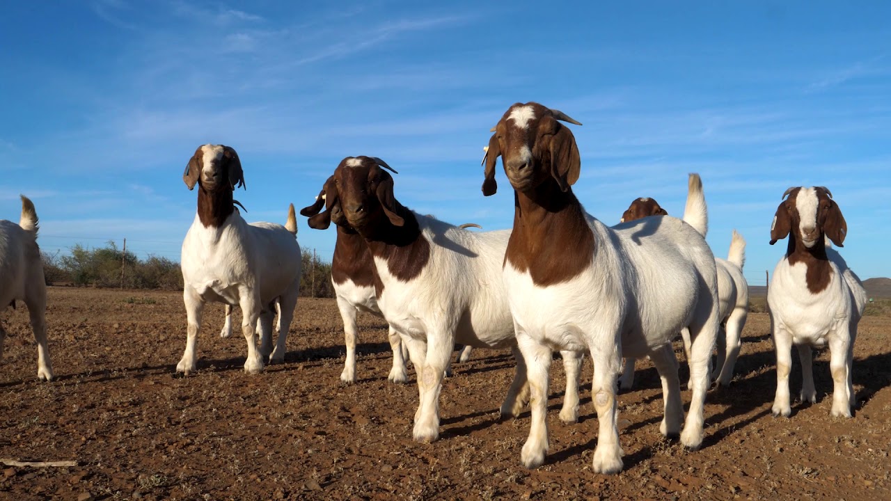 Boerbok Wêreldskou Veiling - YouTube