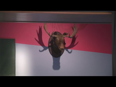 Moose no longer loose | Frazier History Museum hangs iconic moose head ...