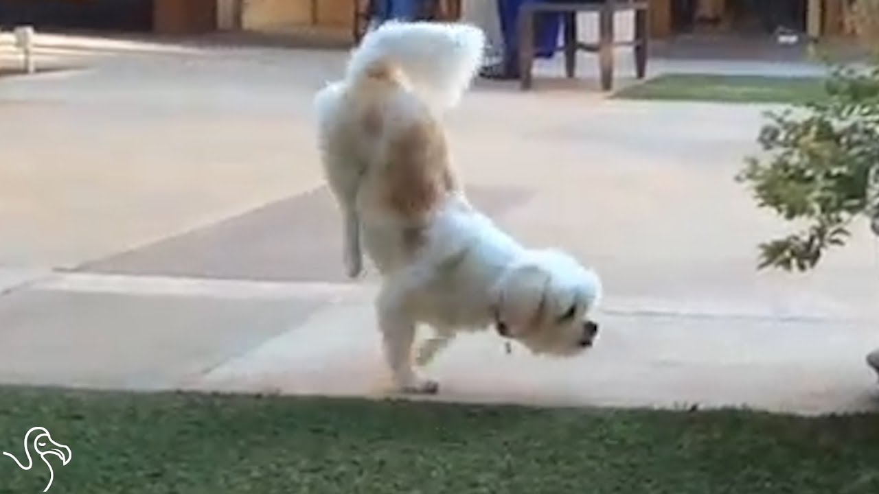 Dog Can't Move Her Back Legs, But She Can Do Handstands - YouTube