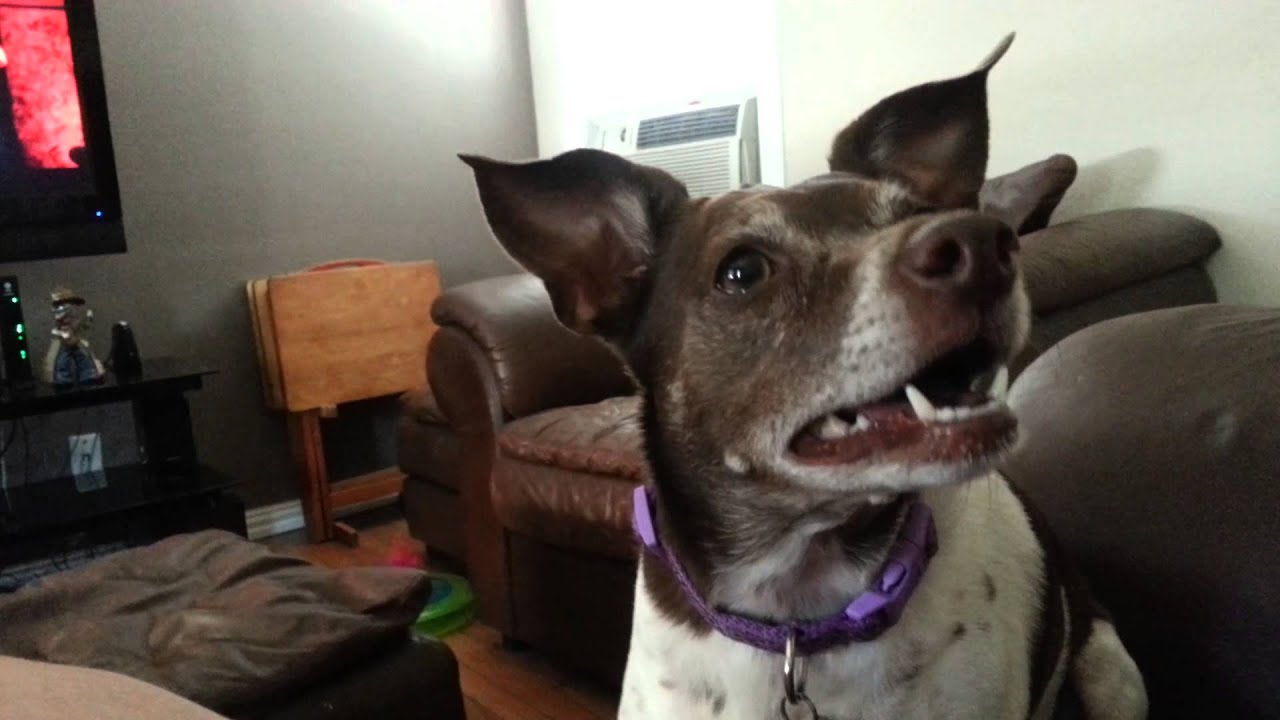 Dog talking back - YouTube
