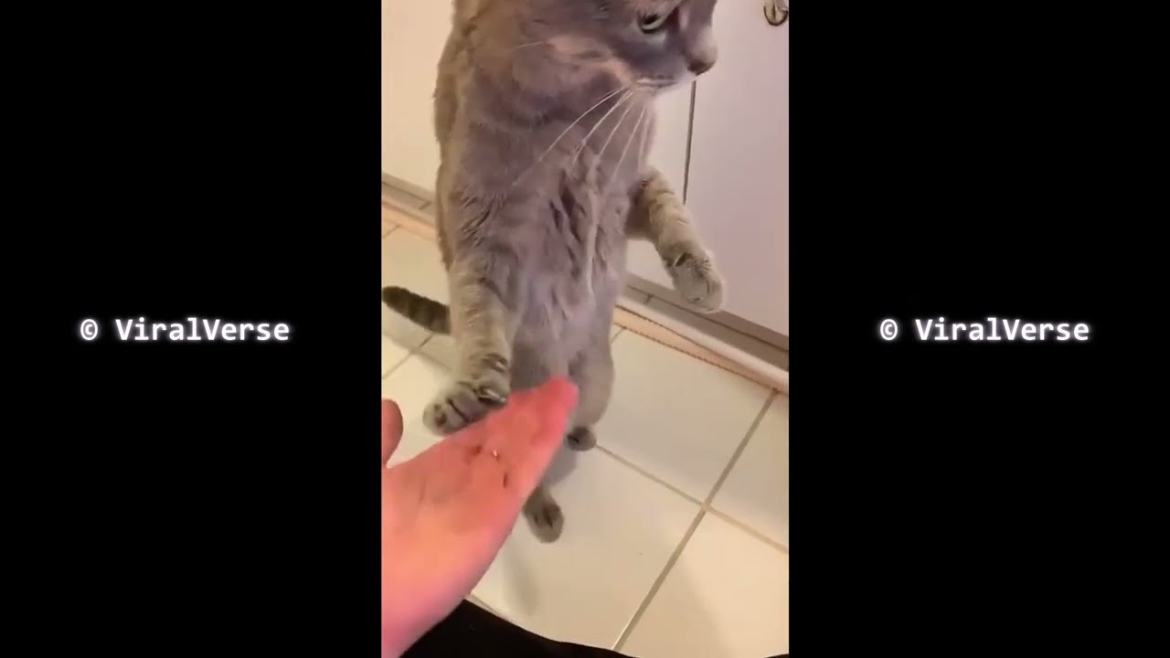 Cats Freaking Out 😂 – Funny & Cute Moments #viralverse - YouTube