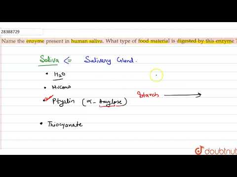 What Digestive Enzymes Are Present In Saliva