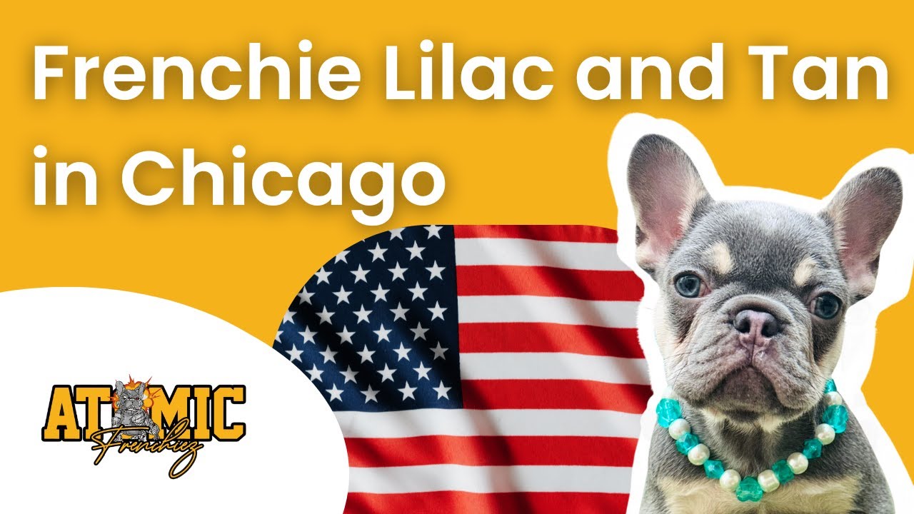 We Delivered a Beautiful Lilac And Tan Frenchie in Chicago | Atomic ...