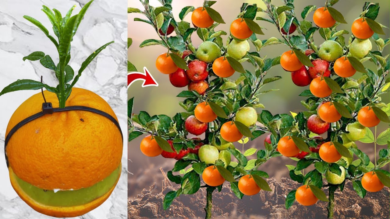 How to propagate apple and orange trees - YouTube