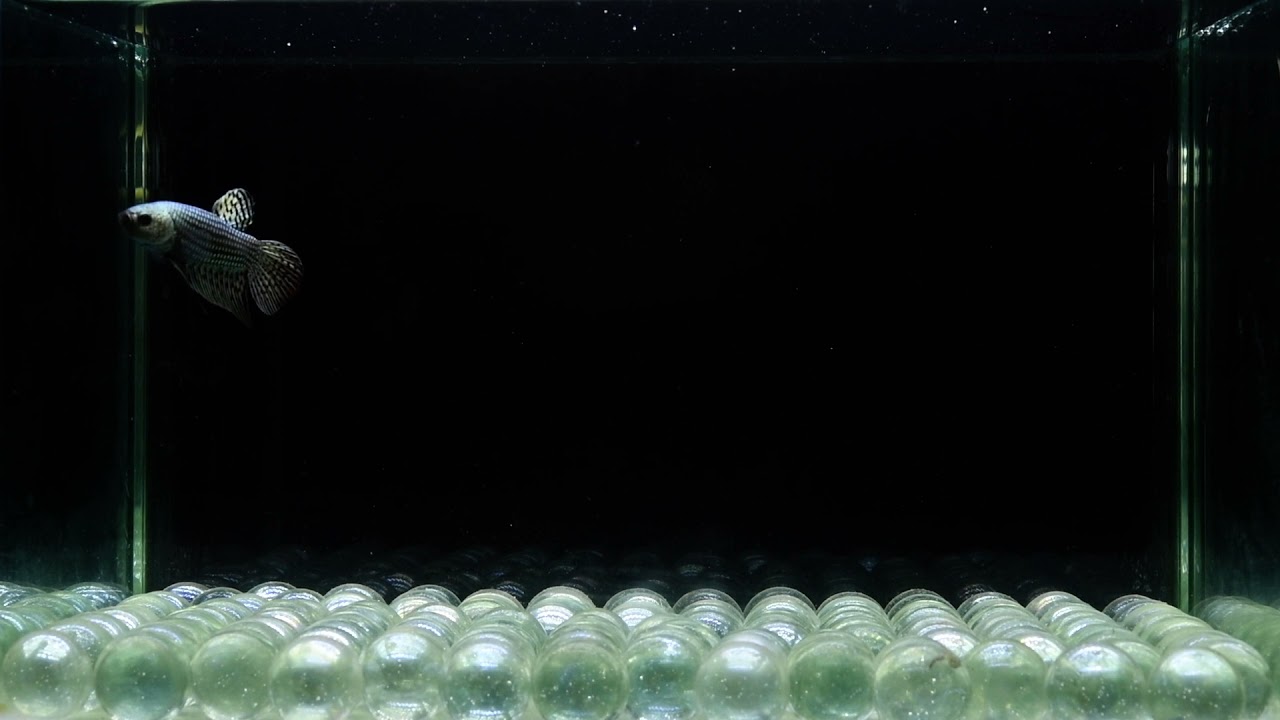 Male Betta: OT44 Alien Copper for Breeding Premium Grade - YouTube