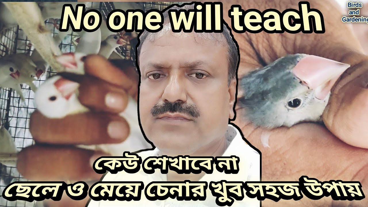 Java Sparrow Male and Female Difference🐦/👀Breeding setup🐣🐧👌💯 ...