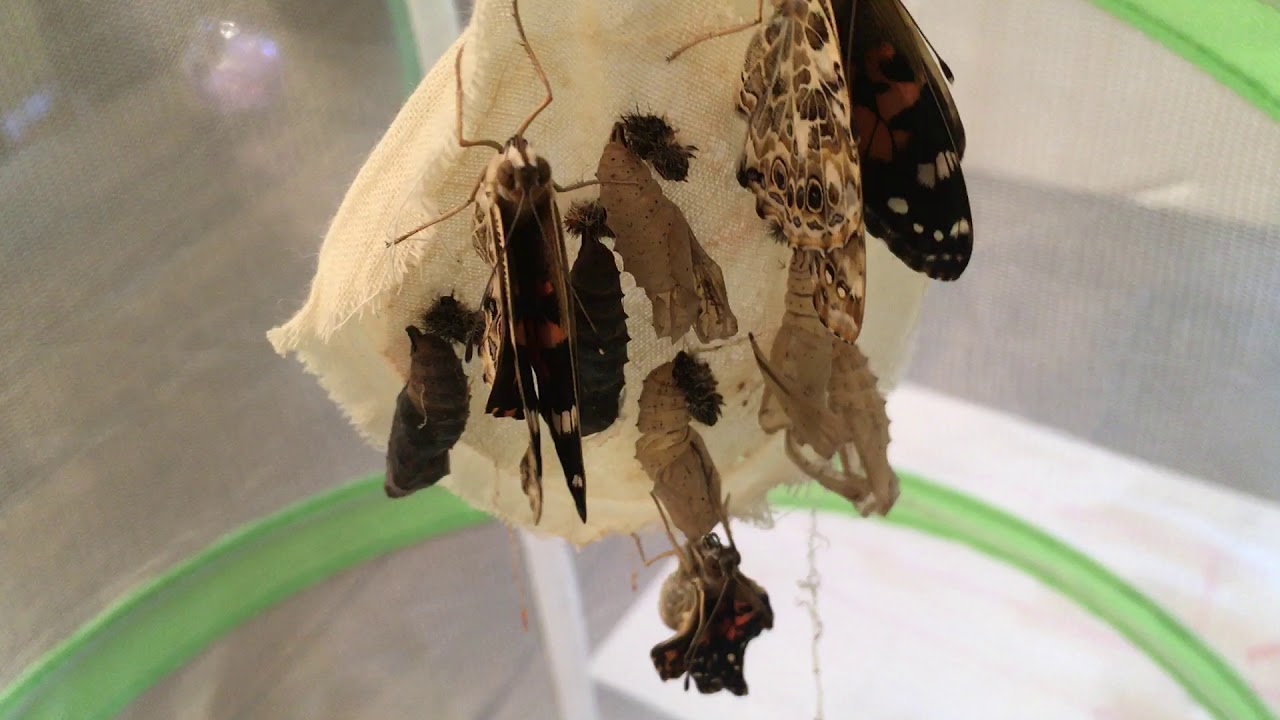 Butterfly Emerging!! - YouTube