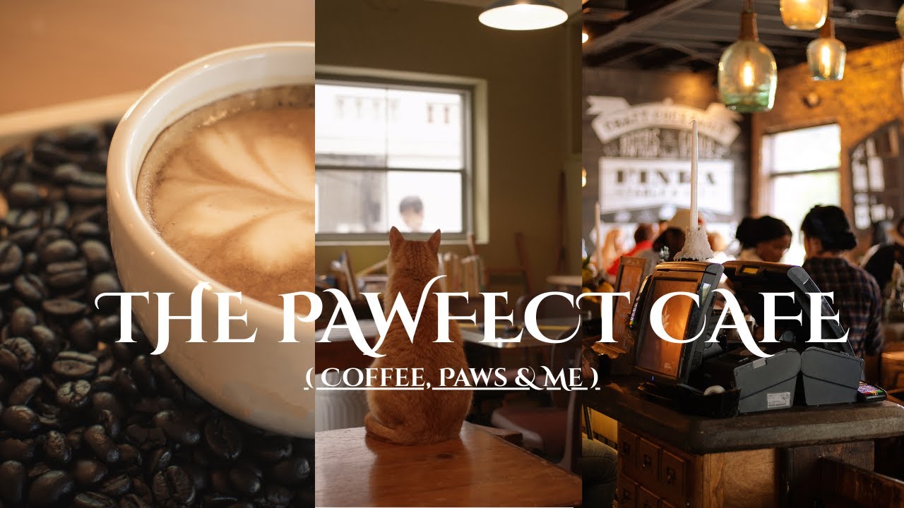 Coffee, Lattes & Paw 🐶🐱 | Welcome to Mumbai's best cafe ☕| The Pawfect ...