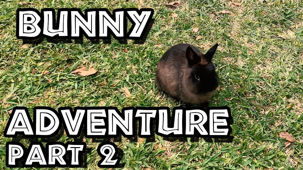 Bunny Adventure Part 2 - YouTube