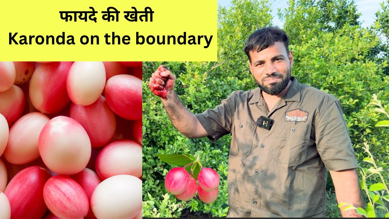 खेत की बाउंड्री पर ये पौधा जरूर लगाएं A good idea to plant Karonda on ...