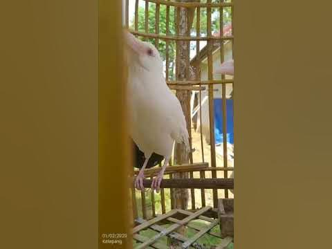 Gagak albino mm ABS Birdshop - YouTube