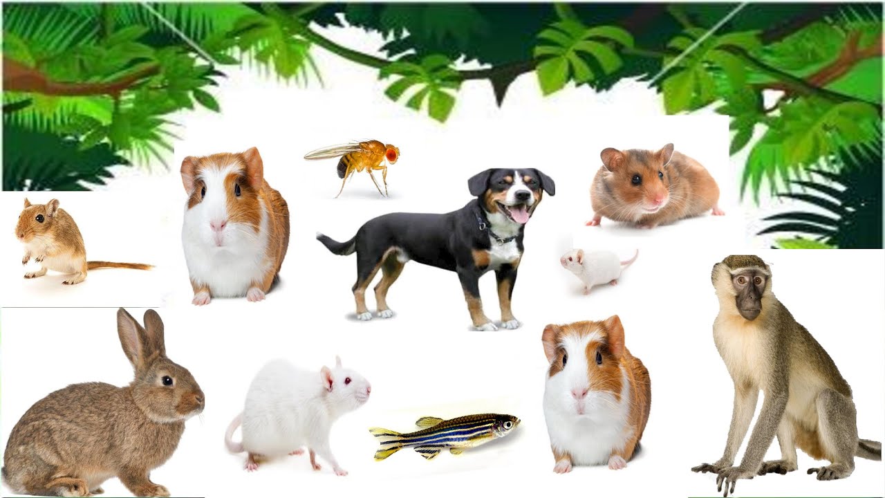 Study of Common Laboratory Animals - YouTube