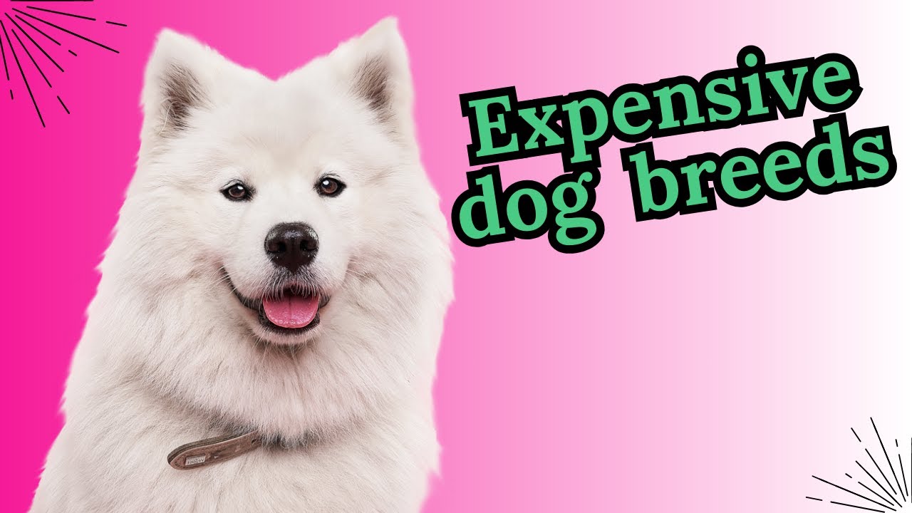 Top 20 Luxury Dogs Only the Elite Can Afford - YouTube