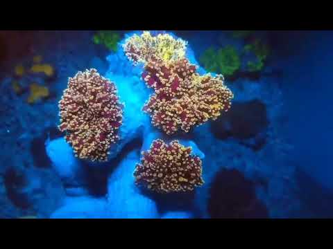 Frogspawn Coral - YouTube