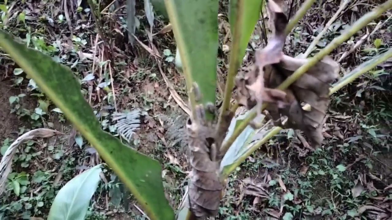 Infection in large cardamom crops due to insects #अलैंची https://wa.me ...