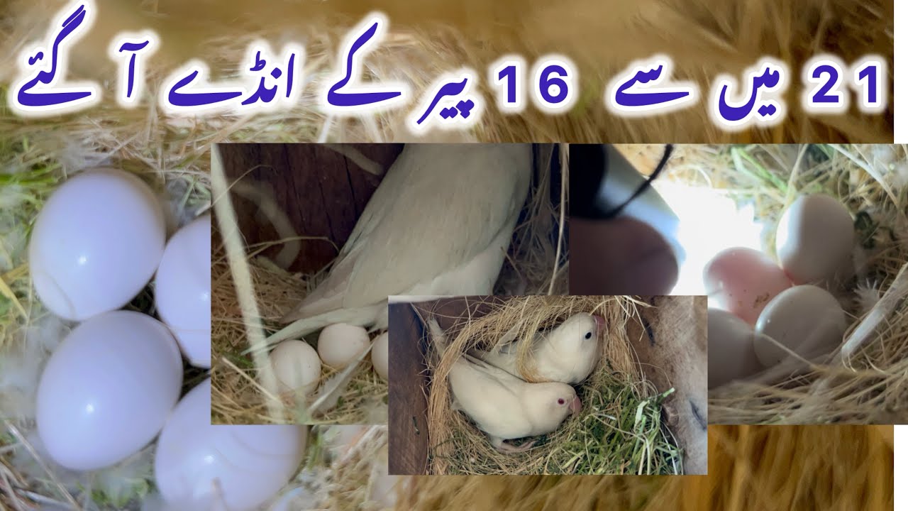 Colony Breeding Progress 2024-25 - YouTube