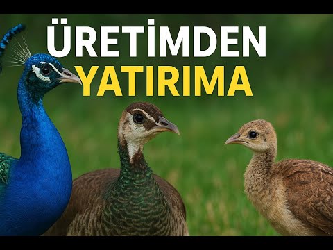 Tavus kuşu / Hobi / Hayvancılık