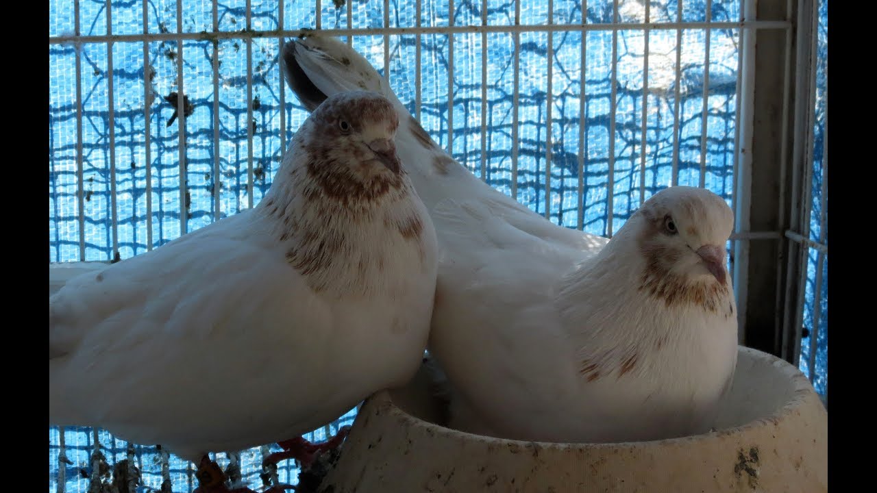 Iranian High Flying Pigeons ( Mahroohaa) - YouTube