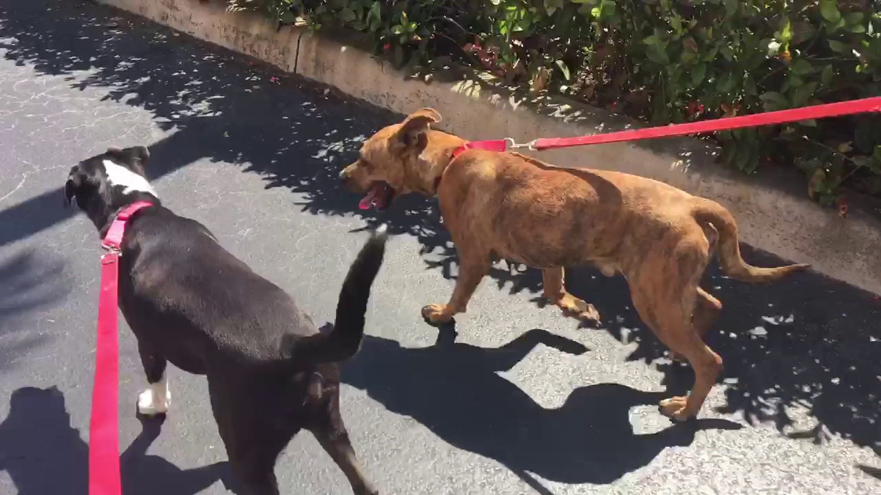 Video of adoptable pet named Jax - YouTube